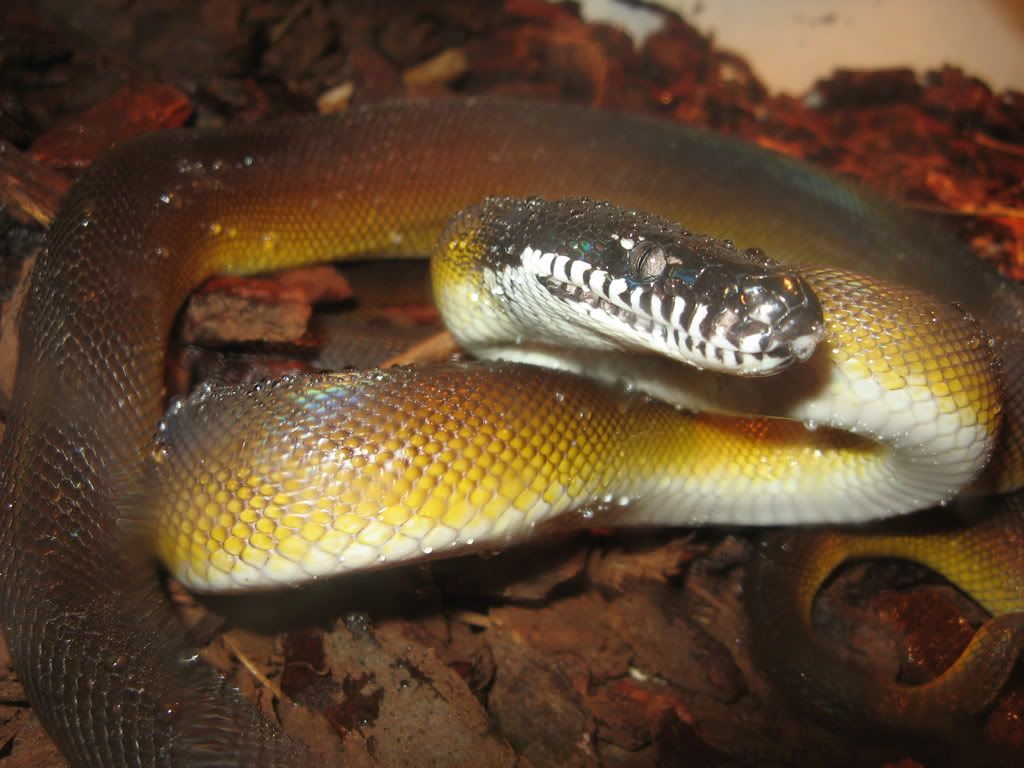 d'Alberts / white lipped python | Reptile Forums